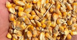 Porumb preț - vând porumb - cumpăr porumb